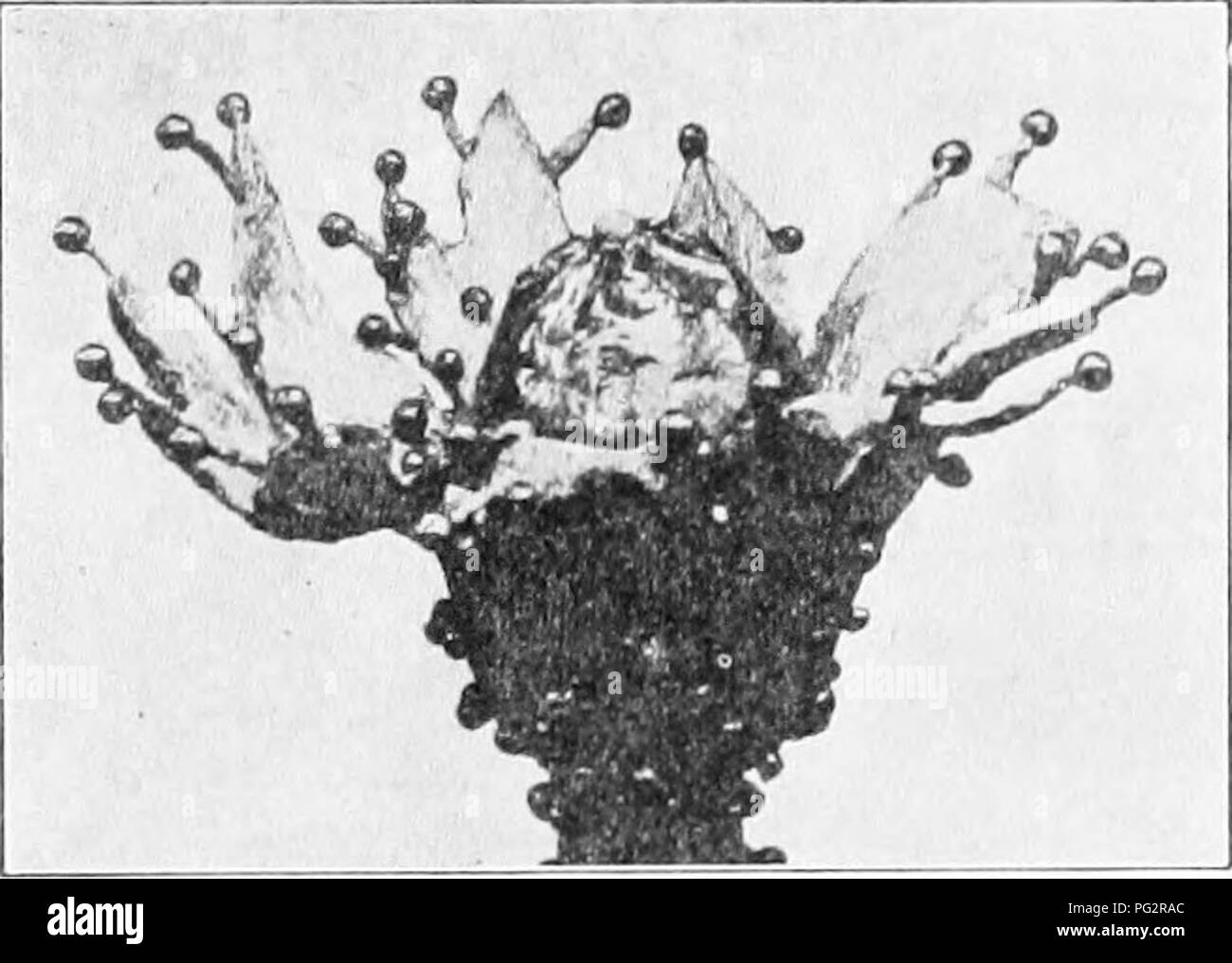 Micropyle In A Conifer
