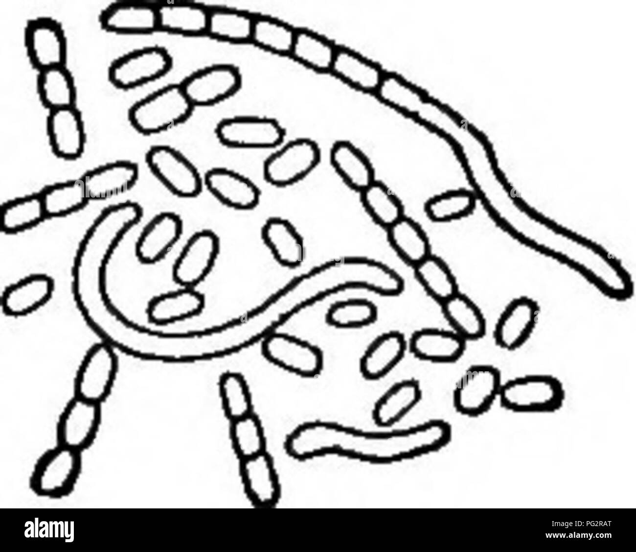 Human bacteria cheese Black and White Stock Photos & Images - Alamy