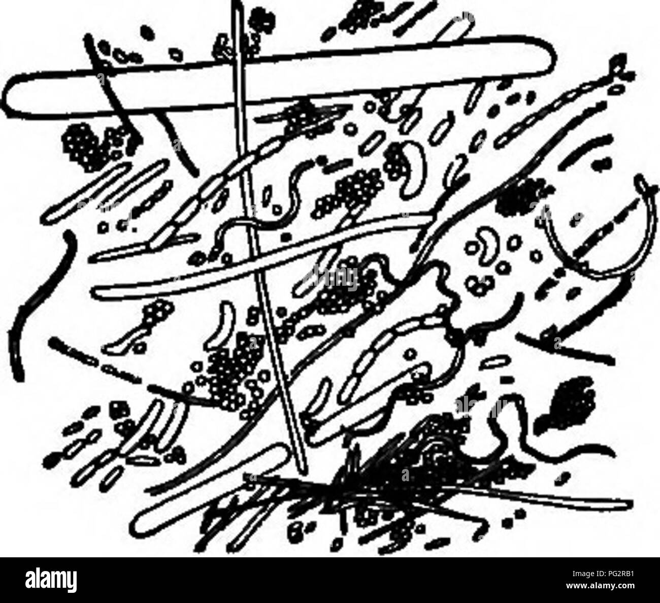 Types of bacteria Black and White Stock Photos & Images - Alamy