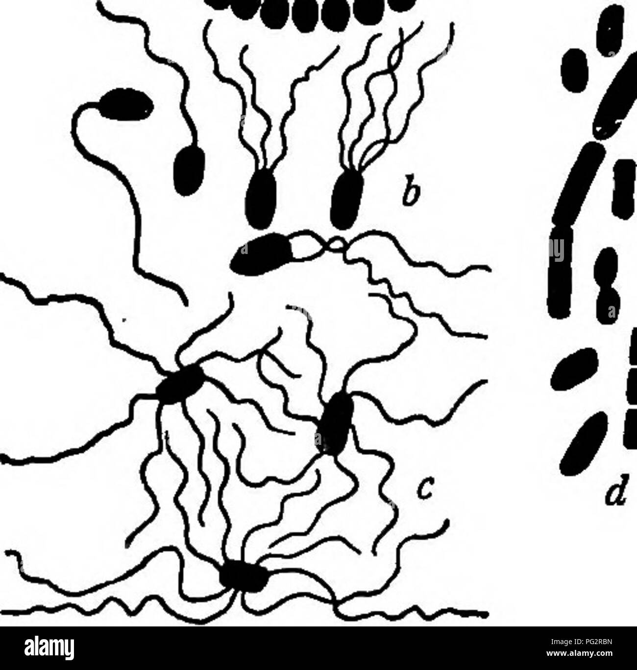 This work discusses various microorganisms found in the home ...