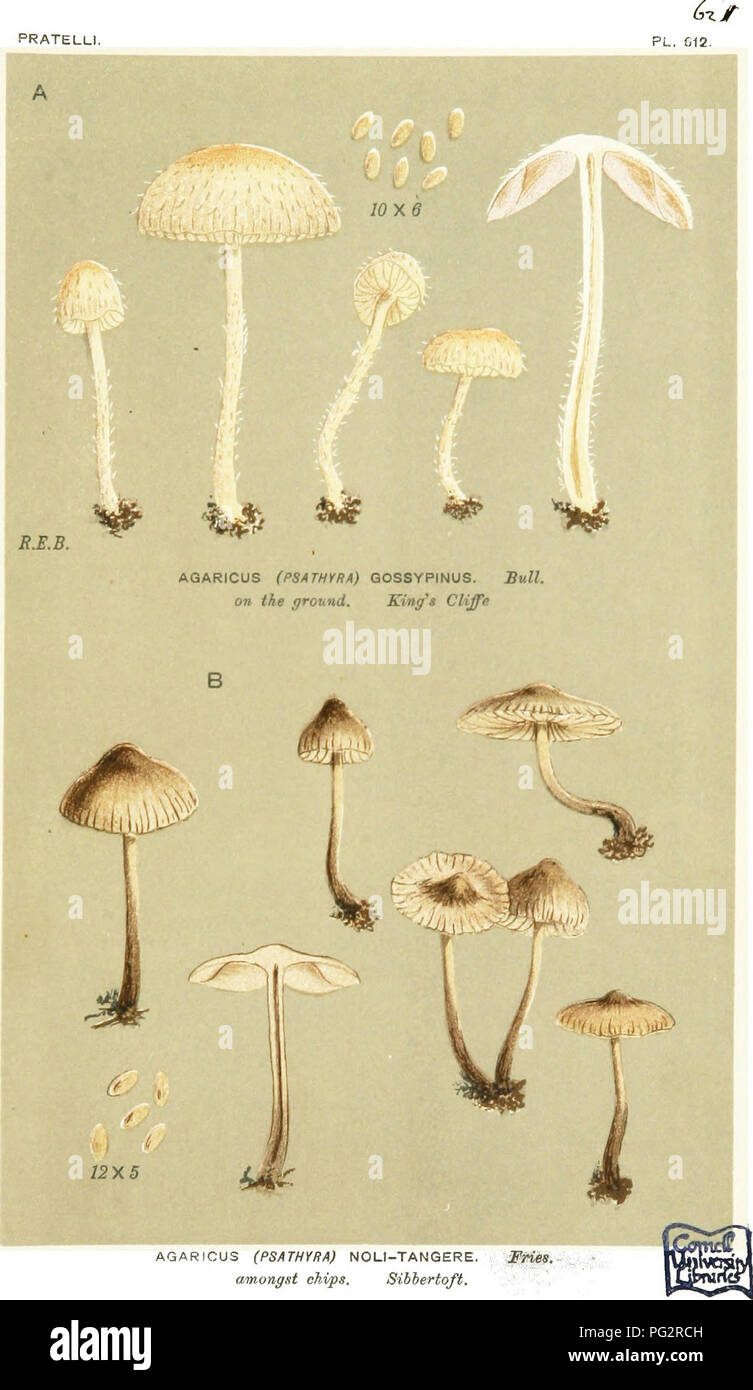 This work presents illustrations of British fungi, specifically the ...