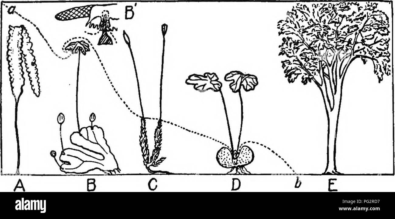 Algae reproduction Black and White Stock Photos & Images - Alamy