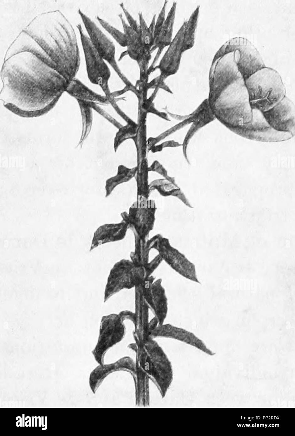 Primrose mutation hi-res stock photography and images - Alamy