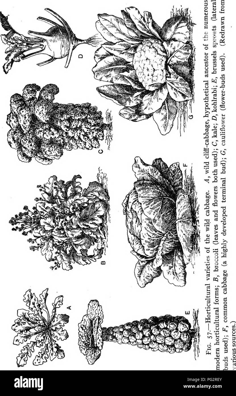 This work focuses on the study of heredity and evolution in plants ...