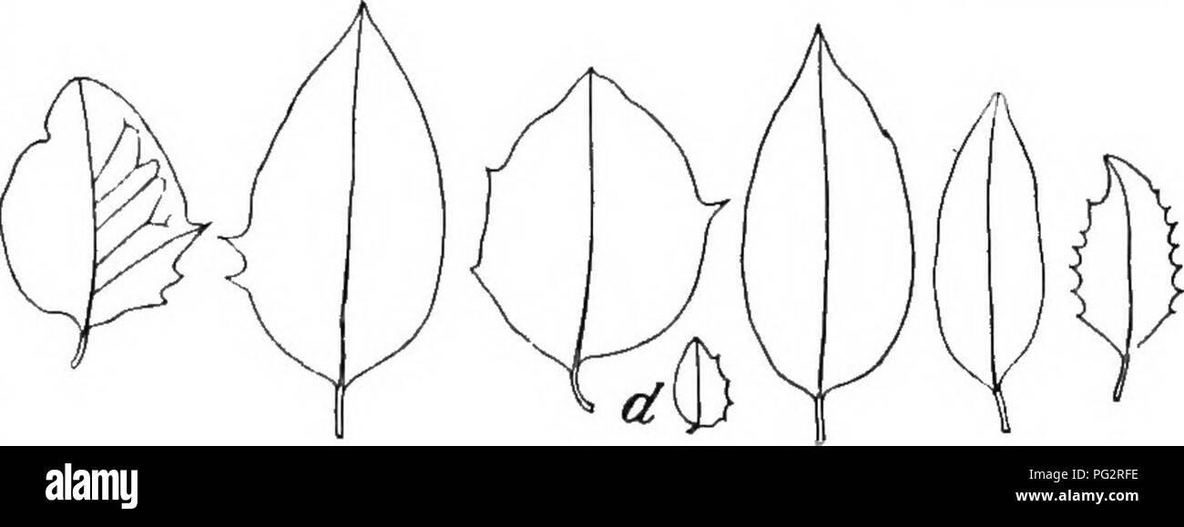 Variation In Plants