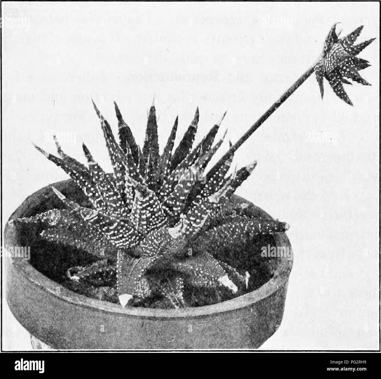 This illustration from the study of heredity and plant evolution ...