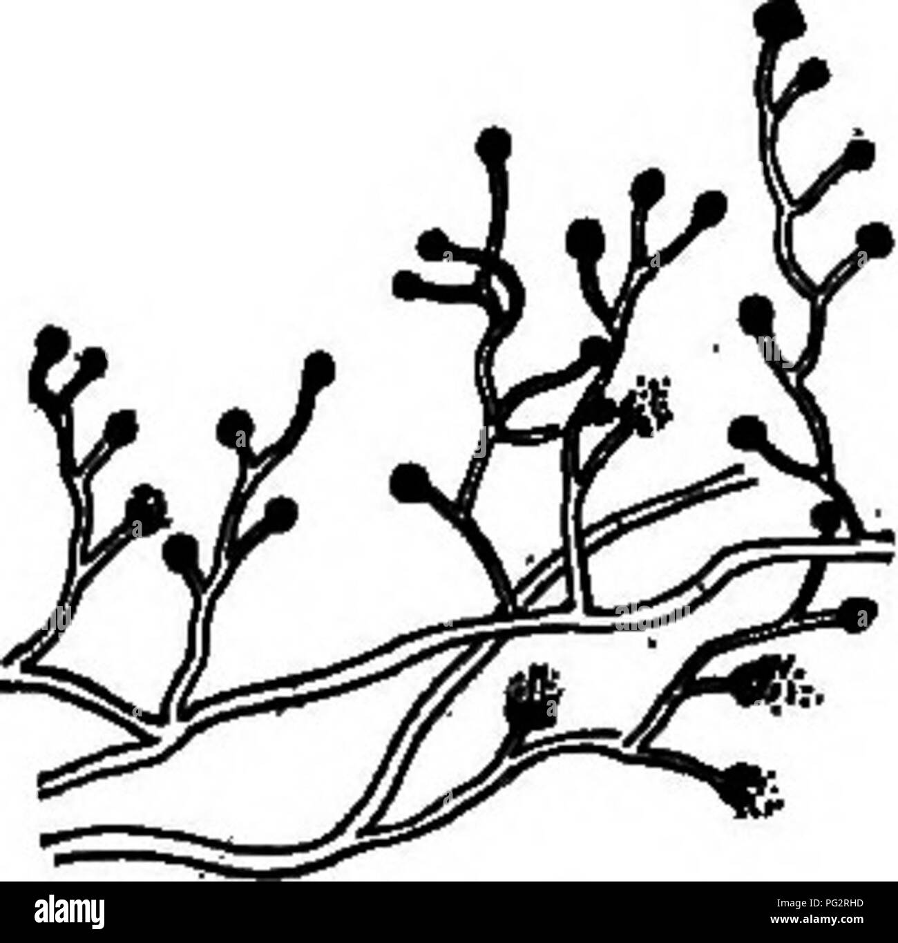 Mucor Black and White Stock Photos & Images - Alamy