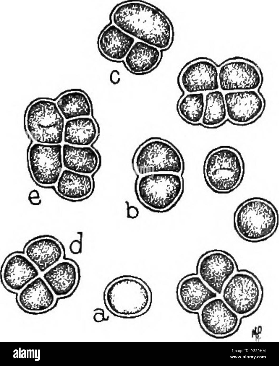 Globular organisms hi-res stock photography and images - Alamy