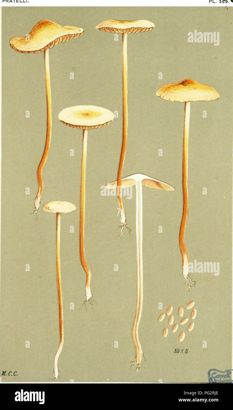 This atlas of British fungi provides detailed illustrations of various ...