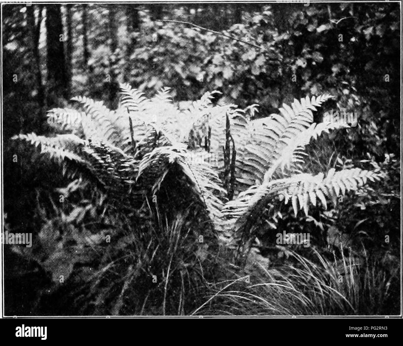 This illustration in plant evolution depicts the cinnamon fern, showing ...
