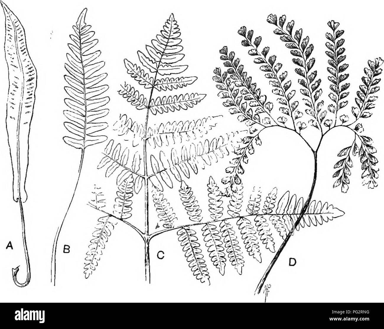 This image from 'Heredity and Evolution in Plants' illustrates the ...