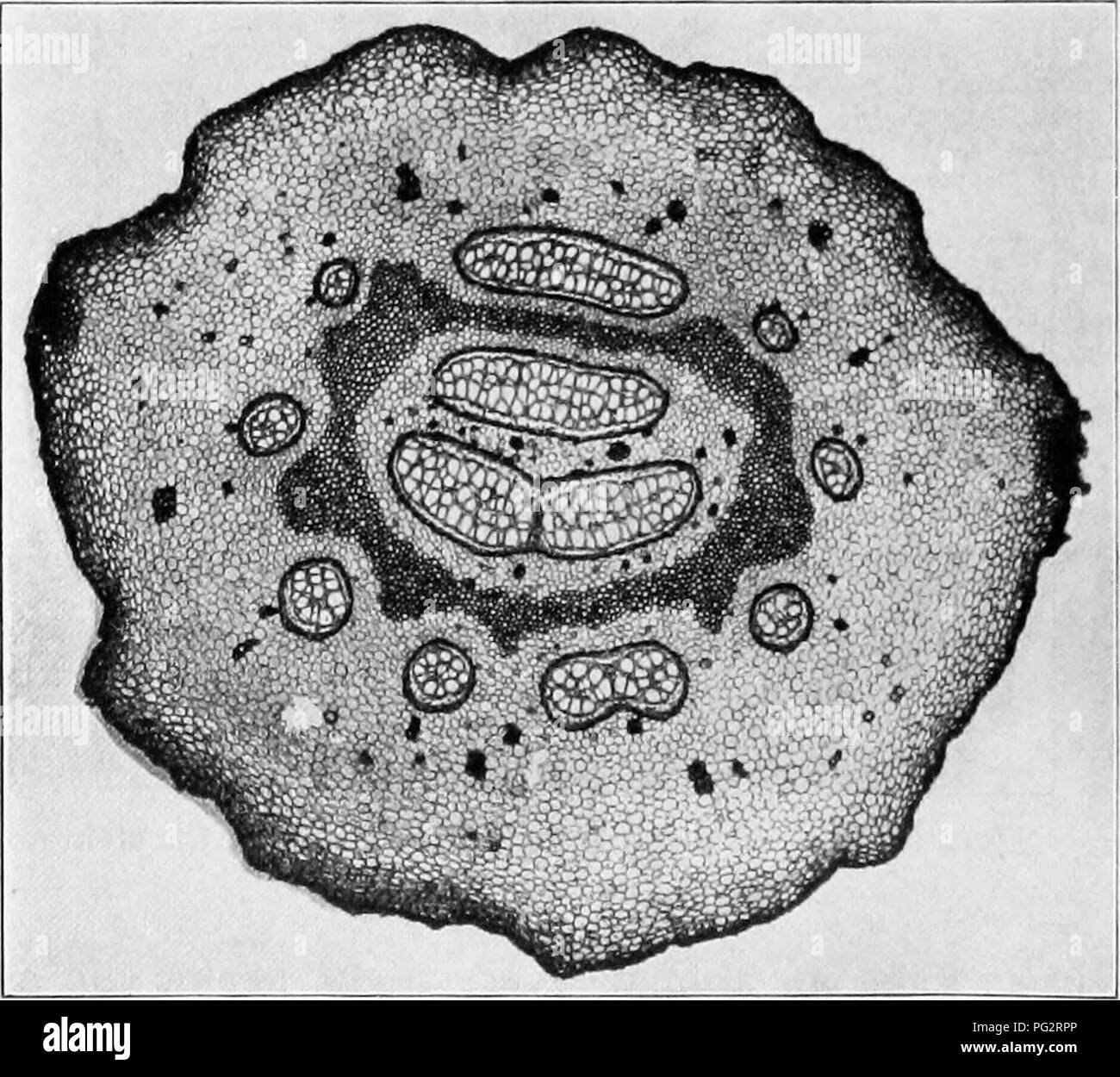 . Heredity and evolution in plants. Heredity; Plants. Fig. 2.—Portion ...