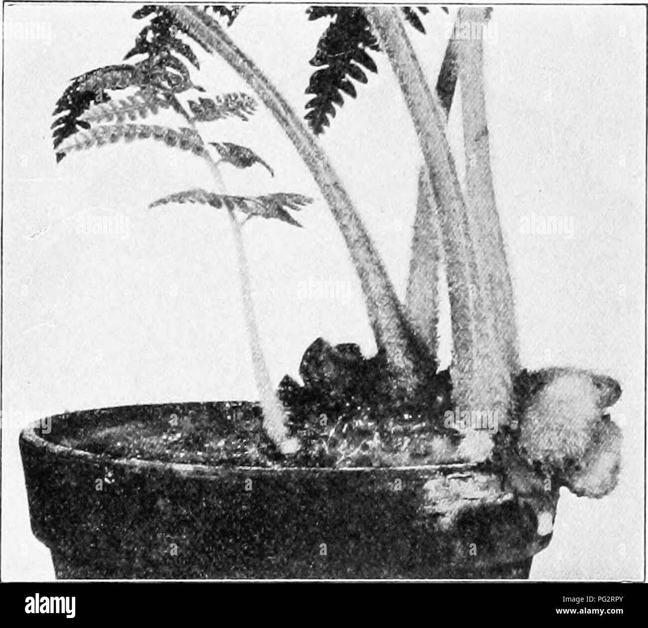 This text explores the life history and evolutionary processes of ...