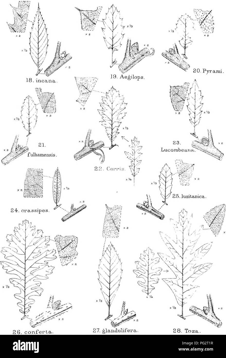 This illustration from 'The Trees of Great Britain & Ireland' showcases ...