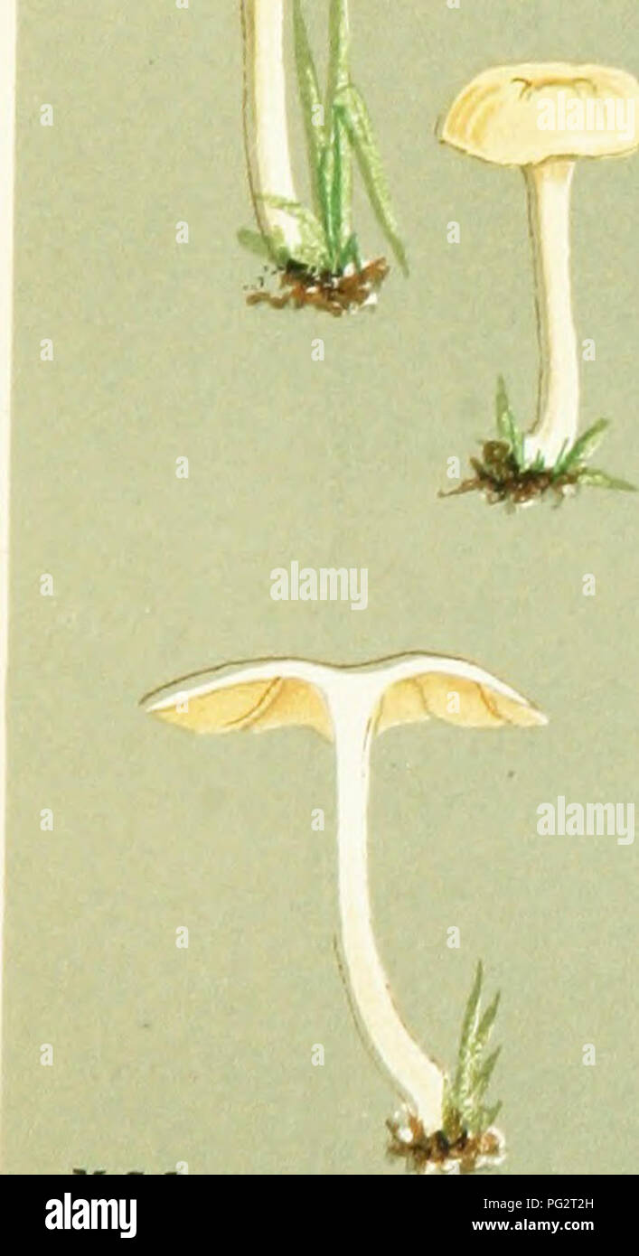 The illustration presents the fungus *Agaricus (Tubaria) embolus*, a ...