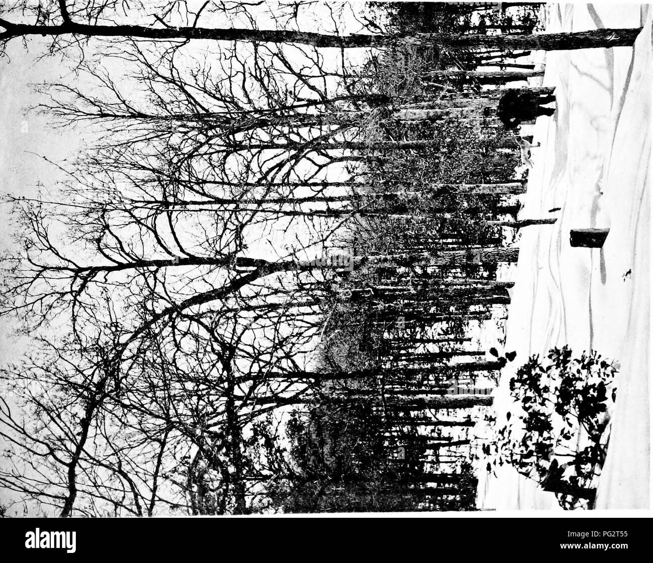 This image is from 'The Trees of Great Britain & Ireland', depicting ...