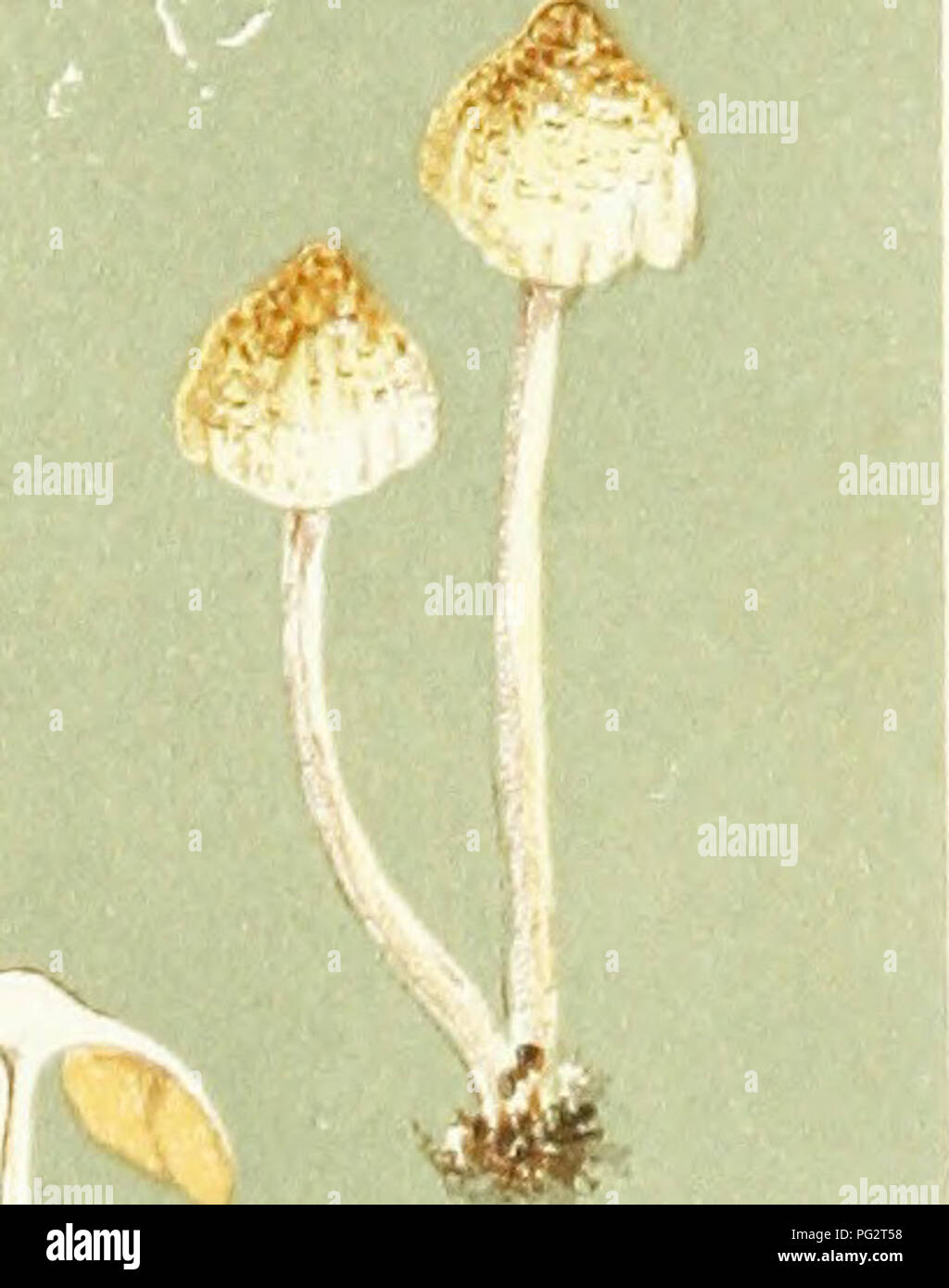This work by Mordecai Cubitt Cooke features detailed illustrations of British fungi ...