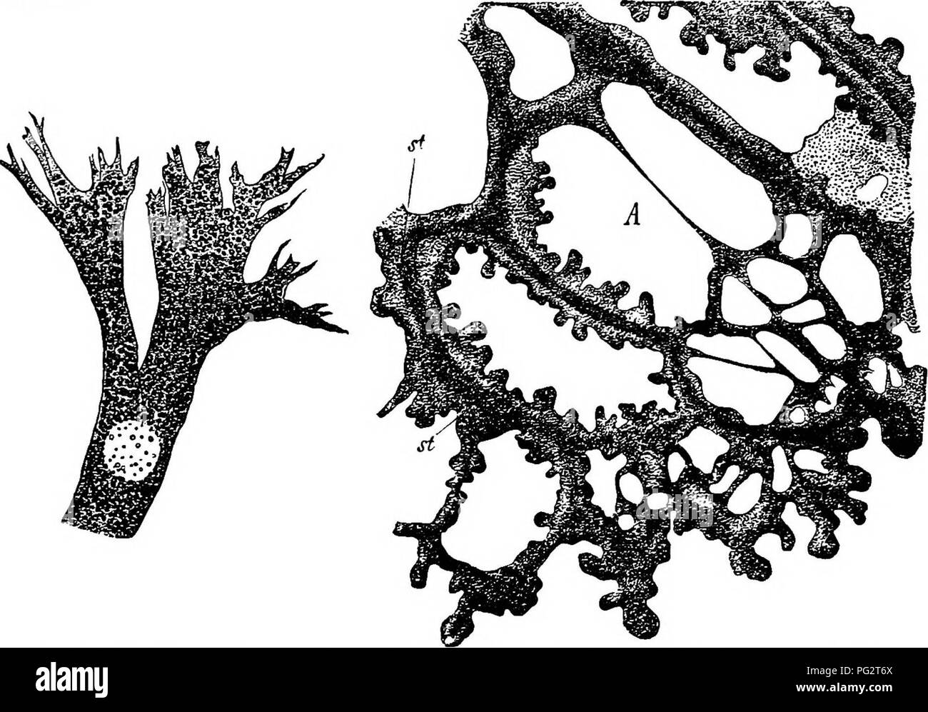 This study focuses on the morphology and development of fungi ...