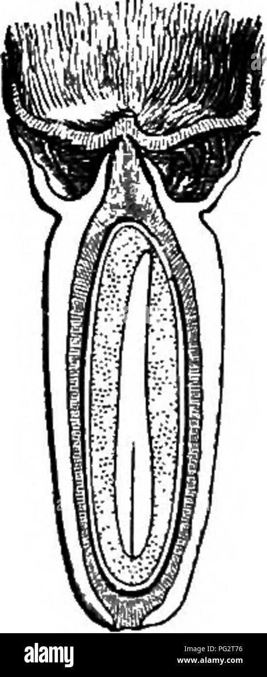 Lobulate leaves Black and White Stock Photos & Images - Alamy