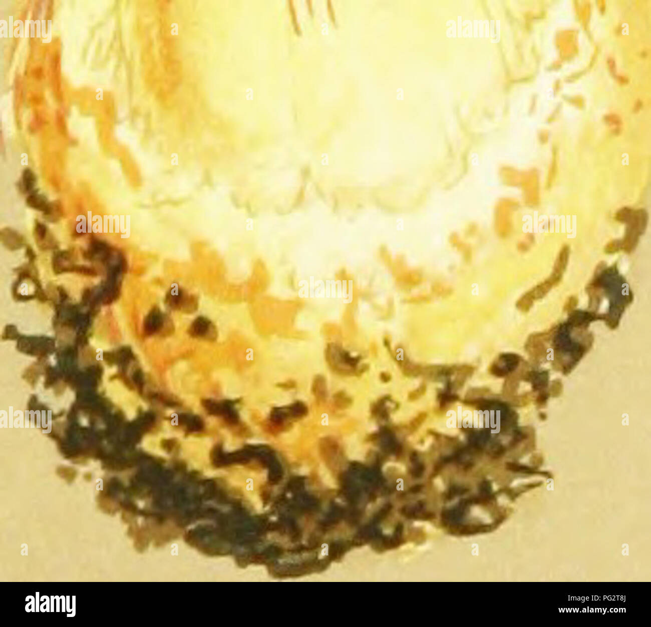 This work provides illustrations of British fungi, including species ...