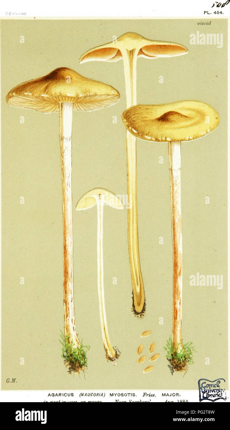 This botanical atlas presents illustrations of British fungi ...