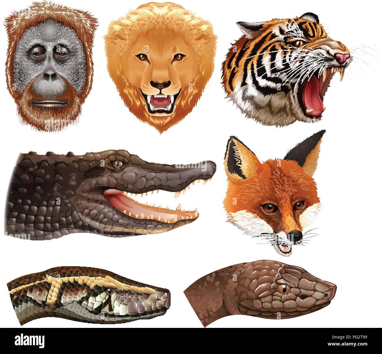 Gator heads hi-res stock photography and images - Alamy