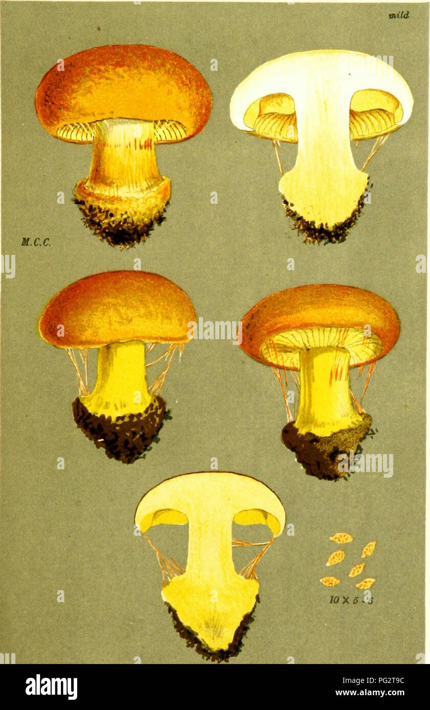 This atlas provides detailed illustrations of British fungi ...