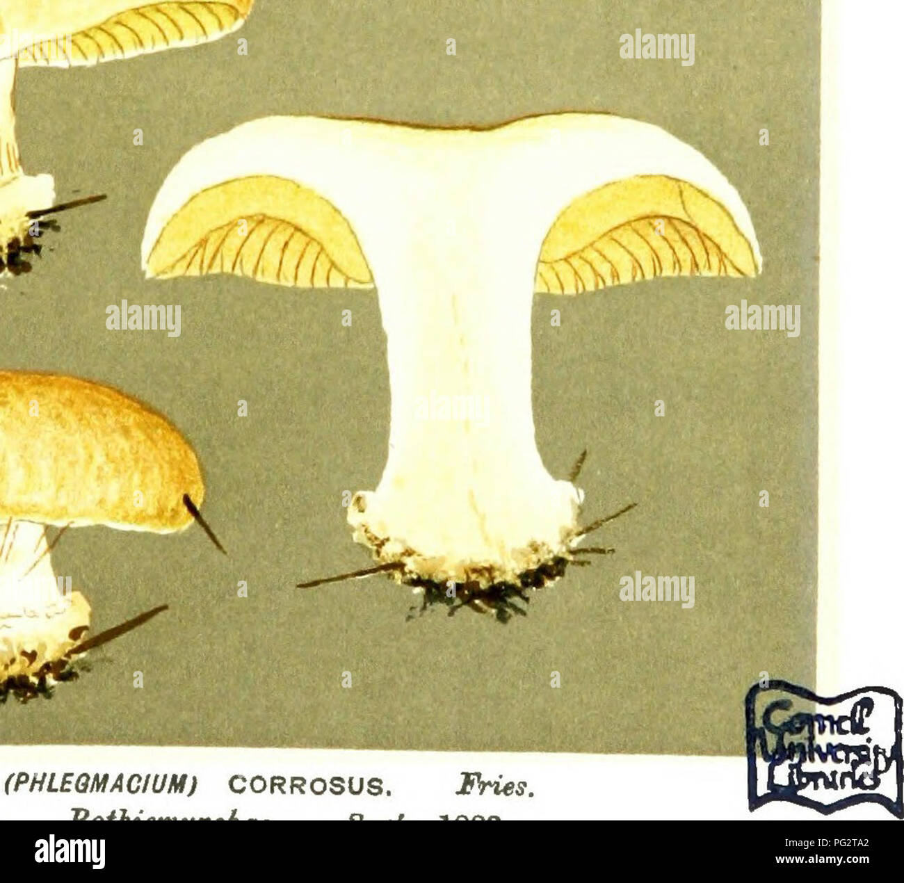 This atlas of British fungi provides detailed illustrations of ...