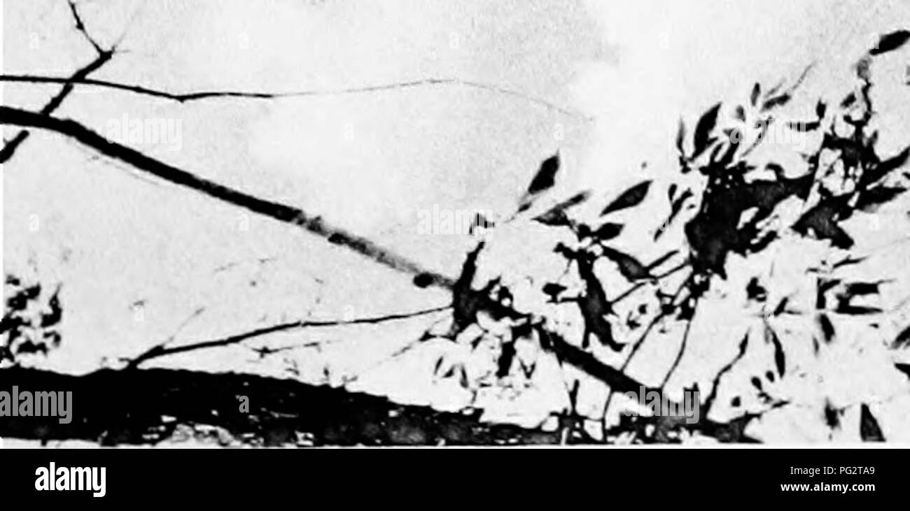 This image is from a historical book documenting the diverse tree ...