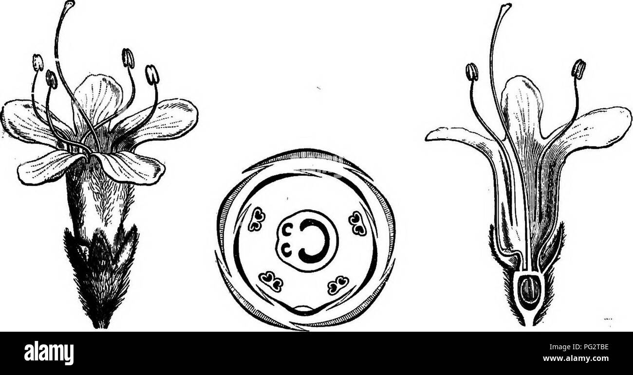 This botanical description details the reproductive anatomy of Valebia ...