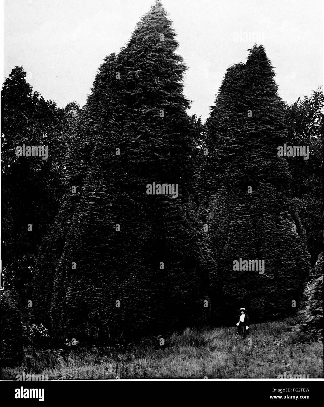 Lawson cypress Black and White Stock Photos & Images - Alamy