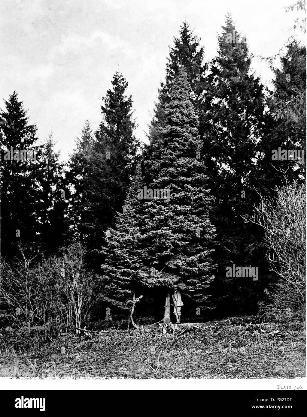 . The trees of Great Britain & Ireland. Trees; Trees. BLACK SPRUCE AT ...