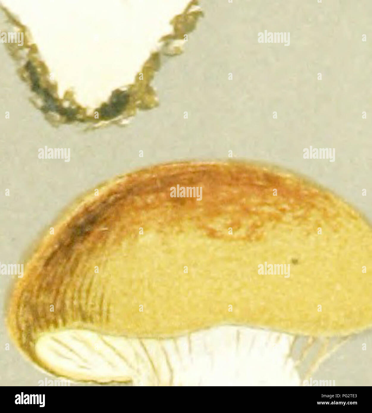 Various fungal structures hi-res stock photography and images - Alamy