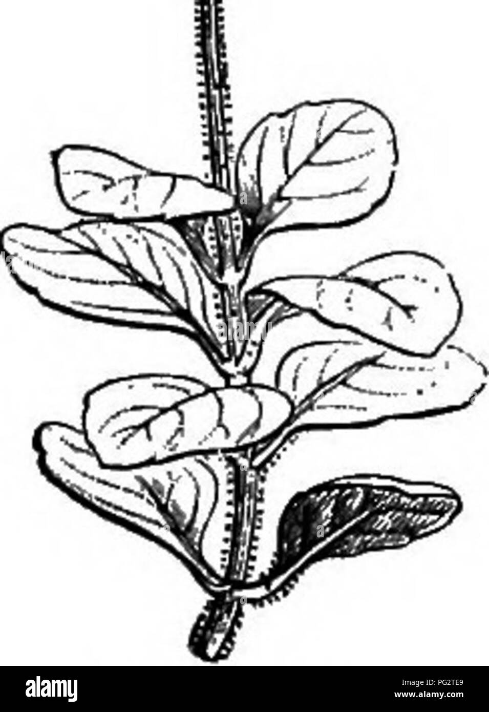 . The natural history of plants. Botany. Zinncea {Abelia) uniflora. to ...