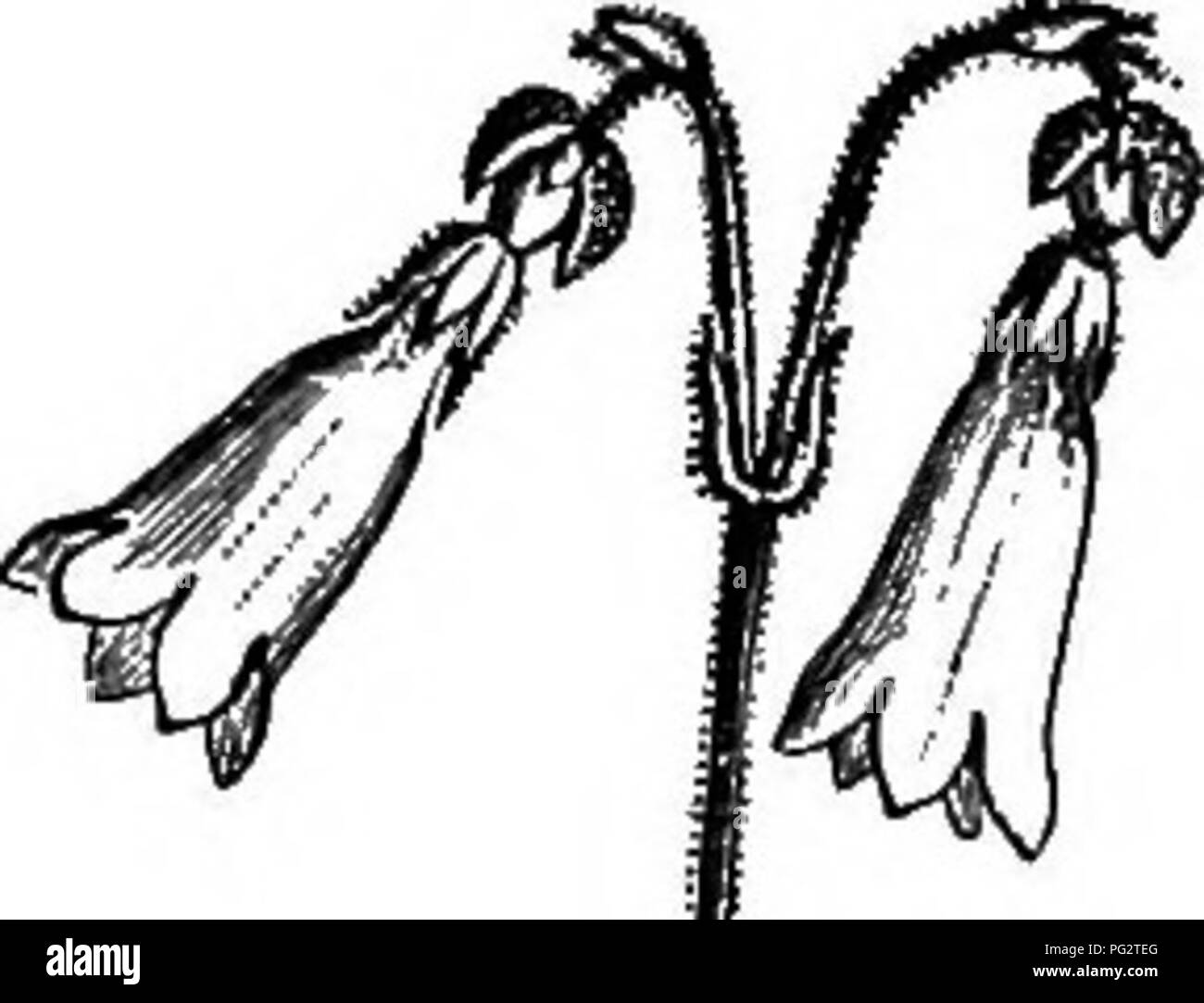 This botanical text describes the characteristics of *Linnaea borealis ...