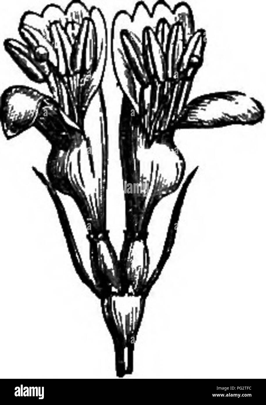 This illustration, from Henri Ernest Baillon's 'The Natural History of ...