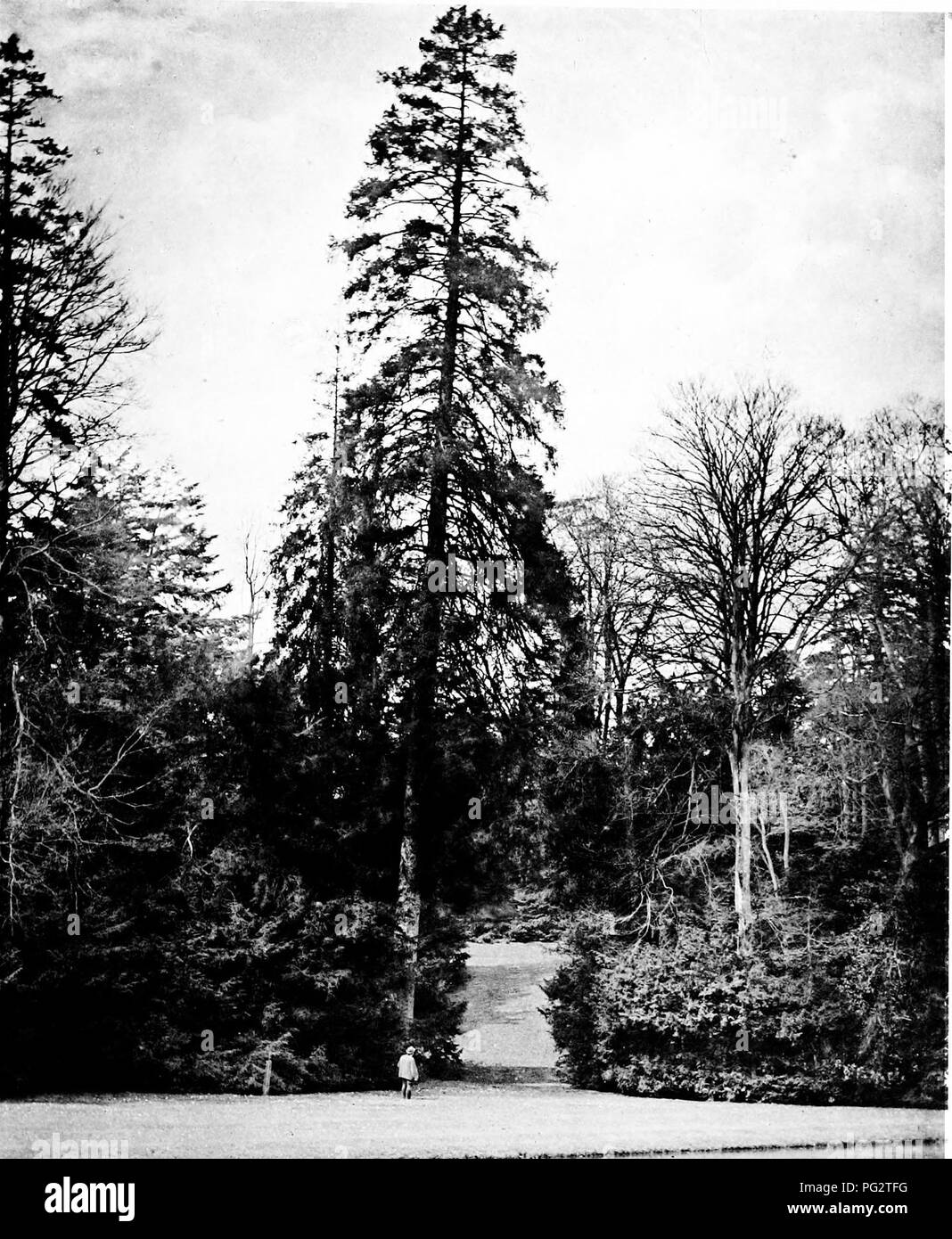 This work explores the diverse tree species native to Great Britain and ...