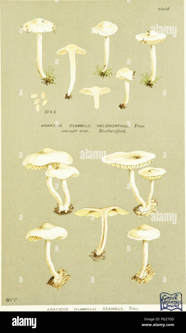 This atlas of British fungi, particularly focusing on the Hymenomycetes ...