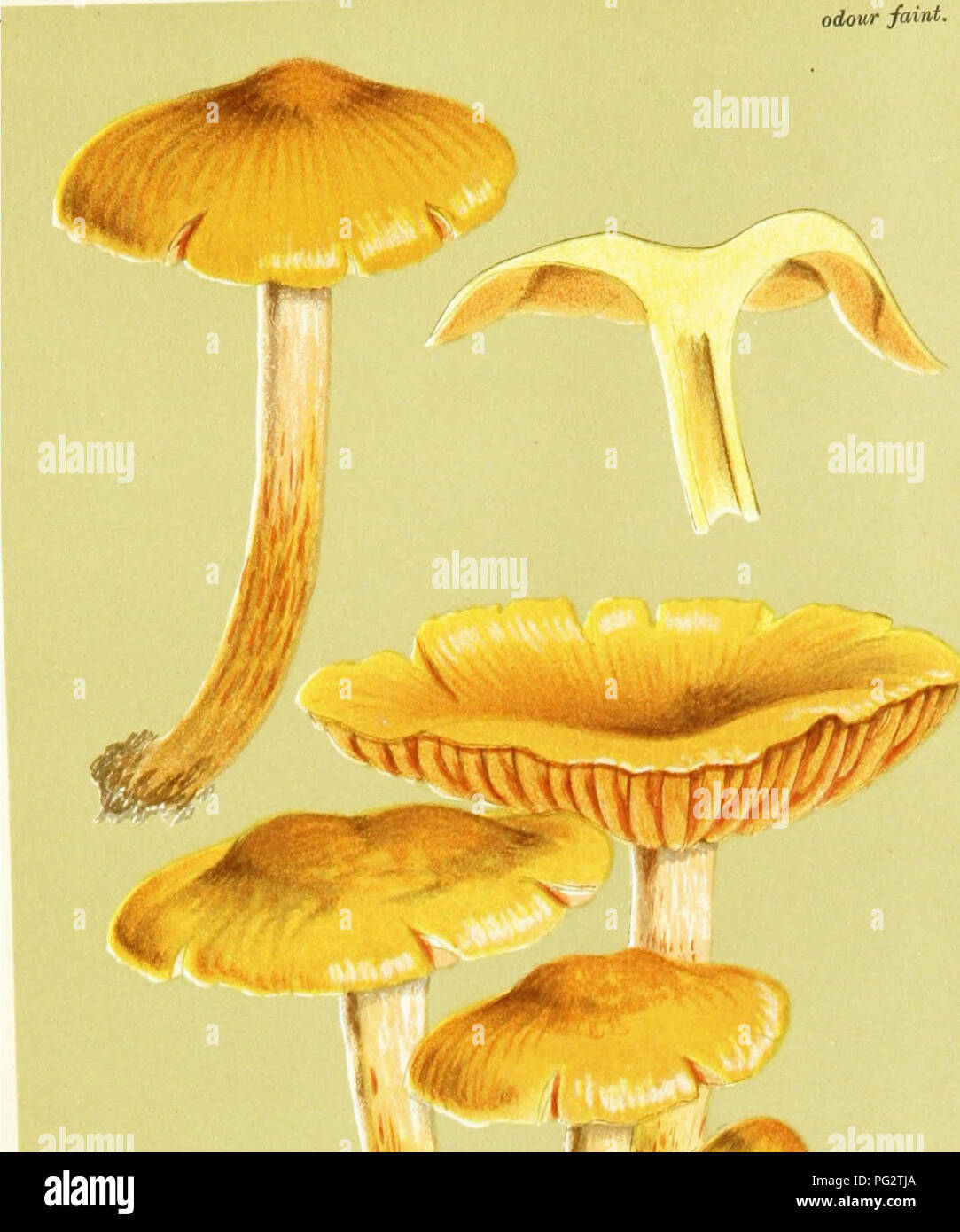 This illustration from Cooke's 'Handbook of British Fungi' depicts ...