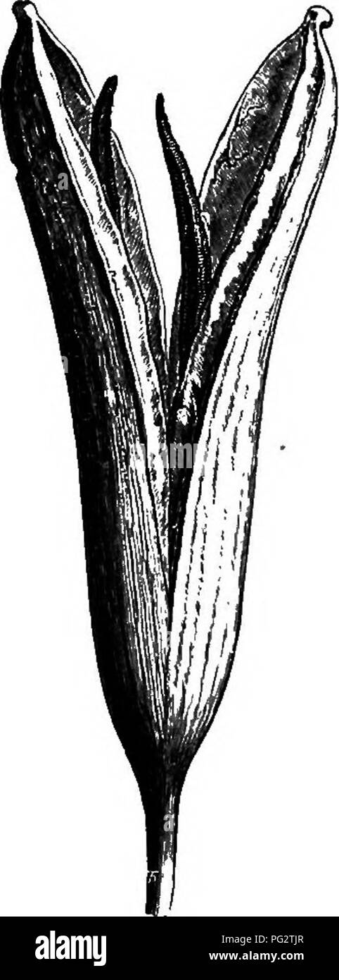 Terminal lobes hi-res stock photography and images - Alamy