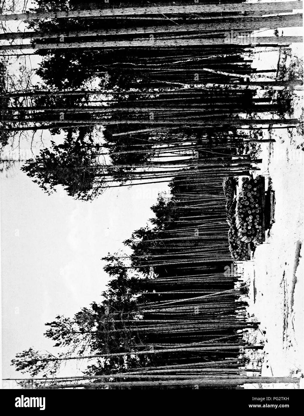 This reference work on the trees of Great Britain and Ireland offers a ...