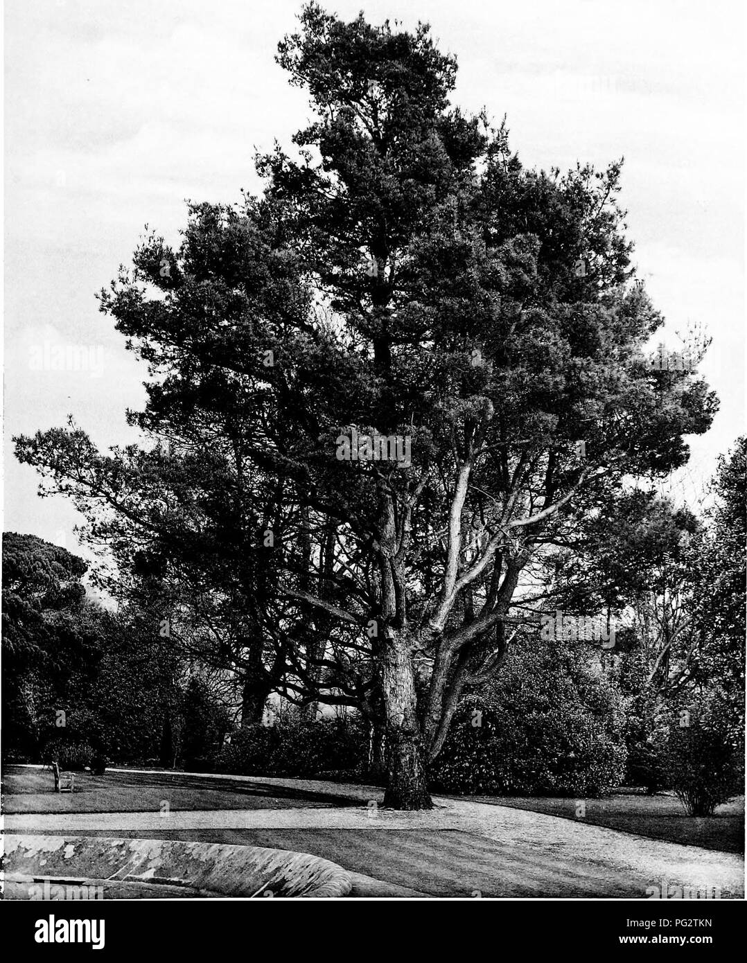 The Aleppo Pine (Pinus halepensis), featured in this illustration, is ...