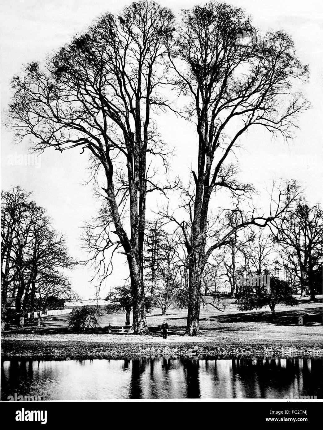 Elm tree bark Black and White Stock Photos & Images - Alamy