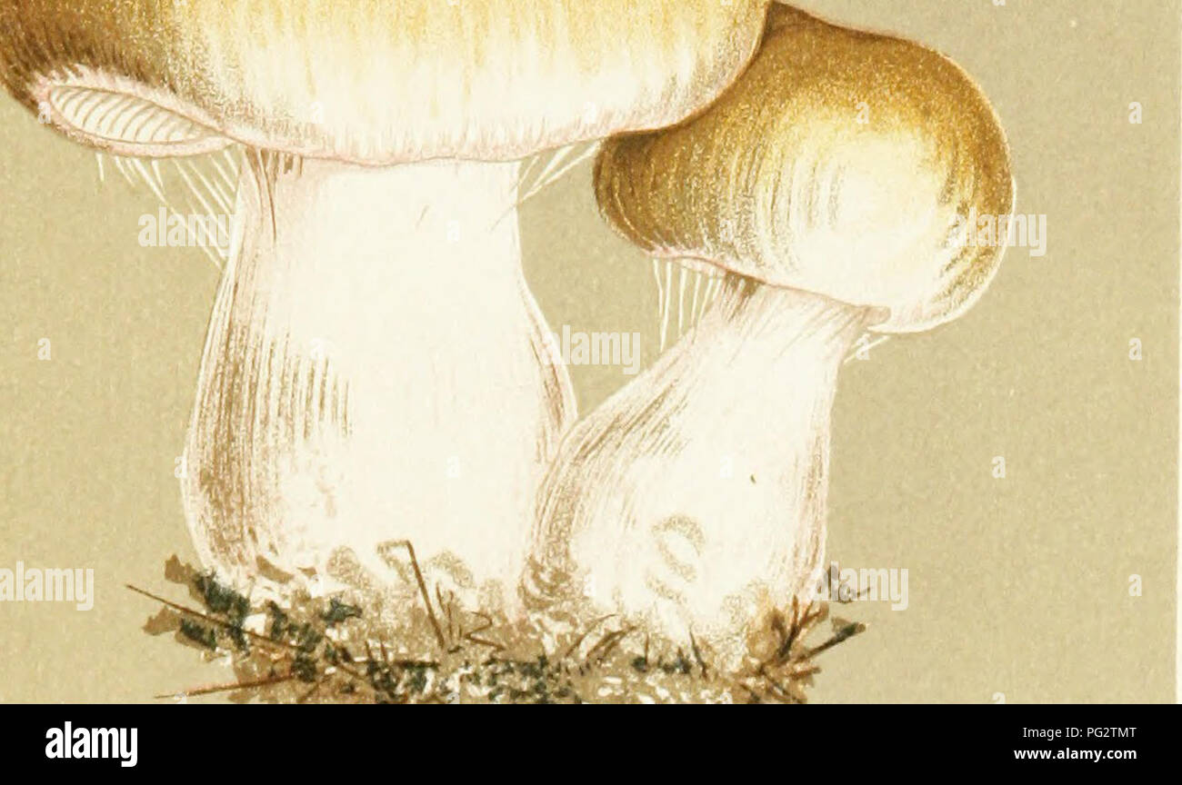 This illustrated atlas provides detailed depictions of British fungi ...
