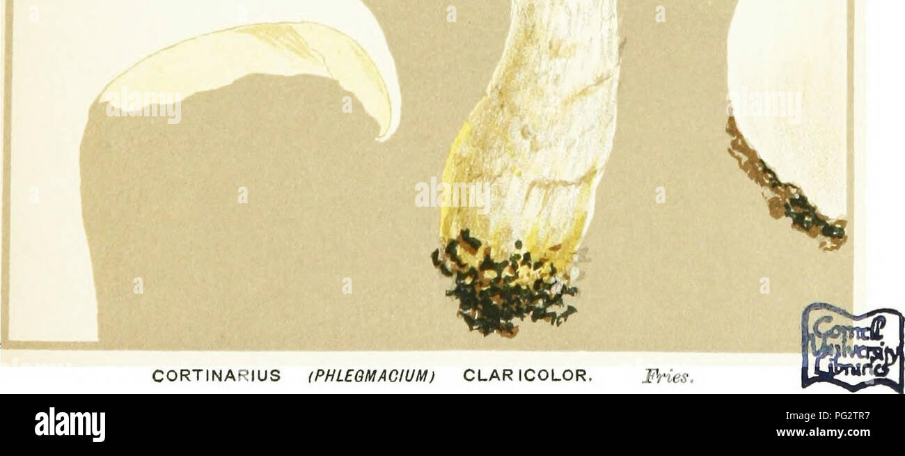 This illustrated guide to British fungi focuses on hymenomycetes ...