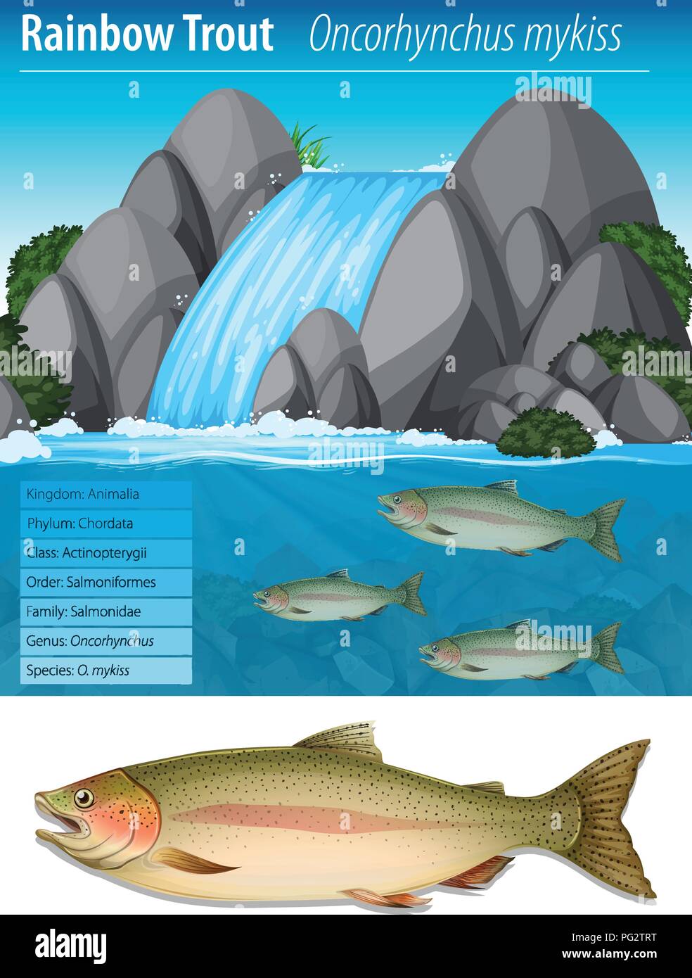Rainbow trout information poster illustration Stock Vector Image & Art ...