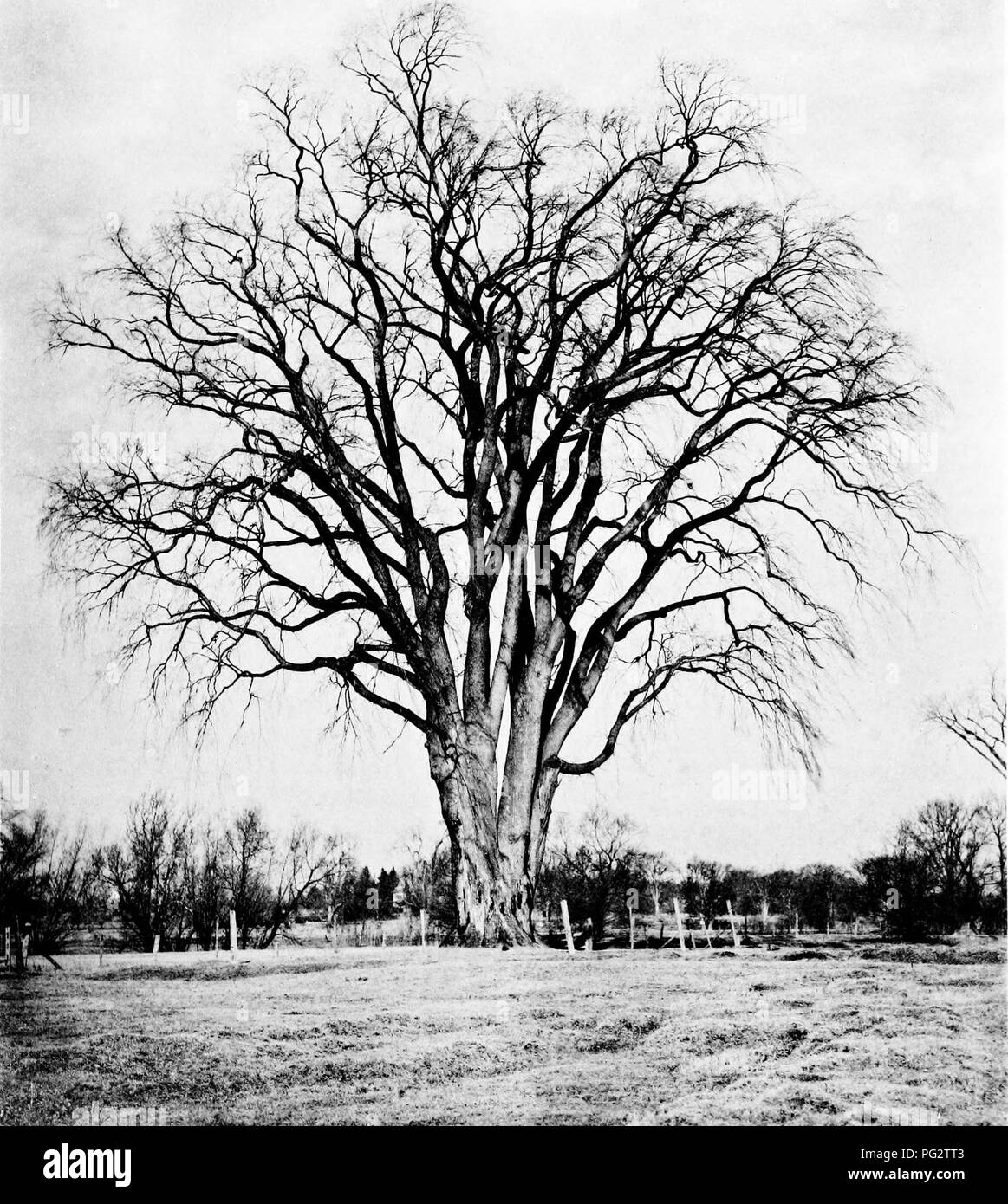 American species in britain Black and White Stock Photos & Images - Alamy