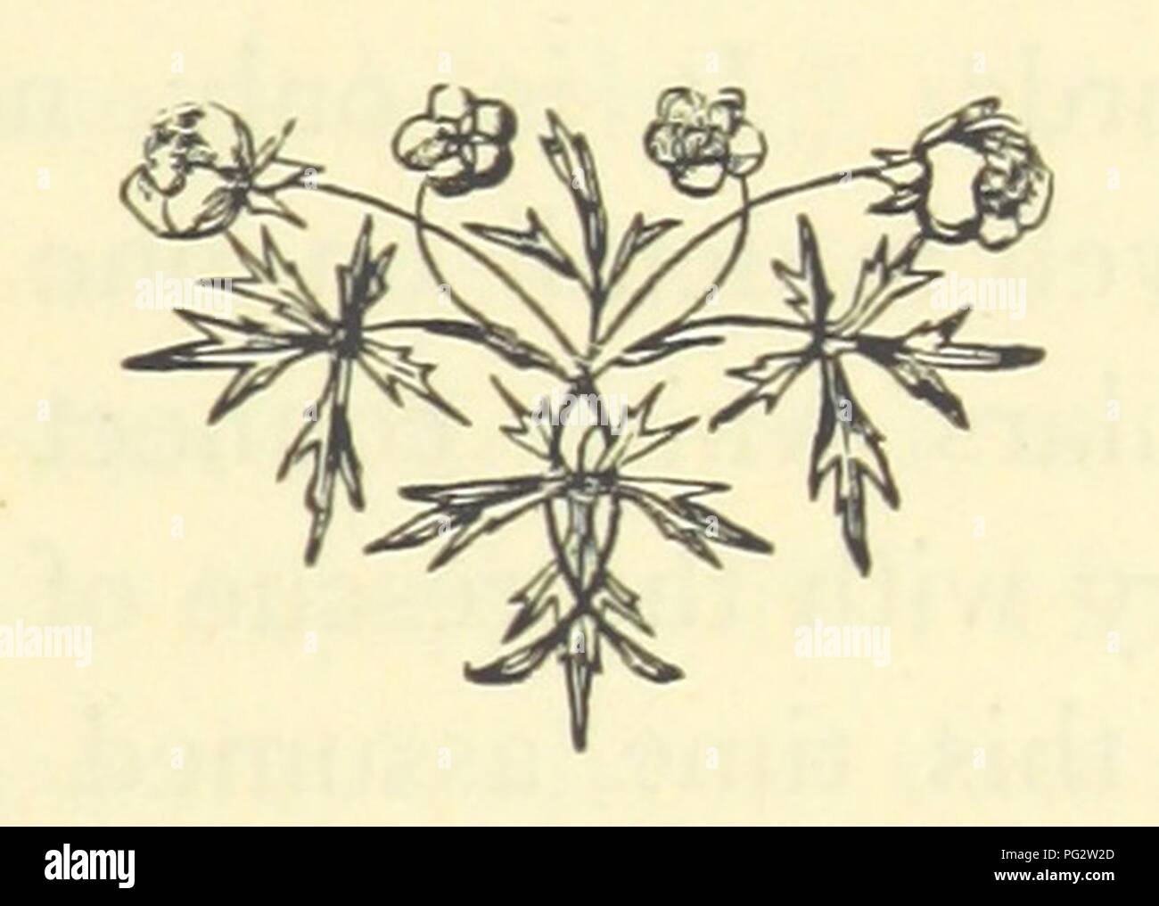 Miss finch hi-res stock photography and images - Alamy