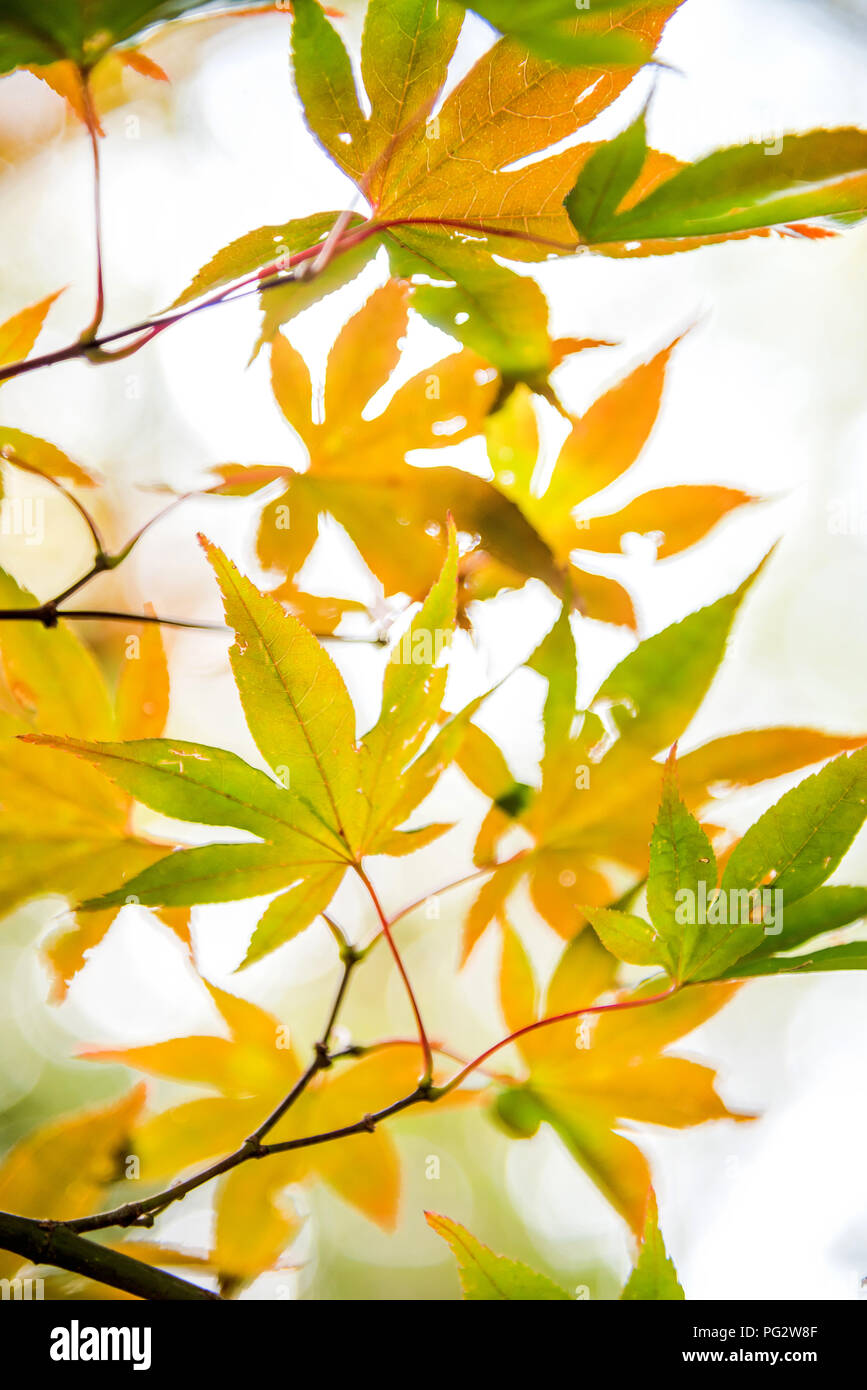Fall maple tree leaves colorful in east Texas is the best time to visit ...