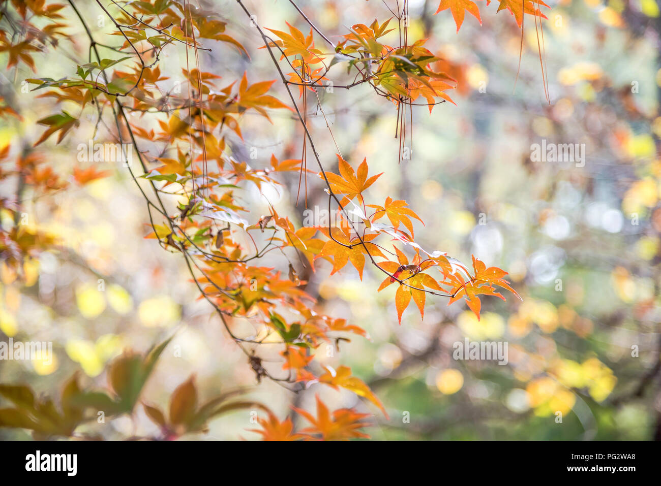 Fall maple tree leaves colorful in east Texas is the best time to visit ...